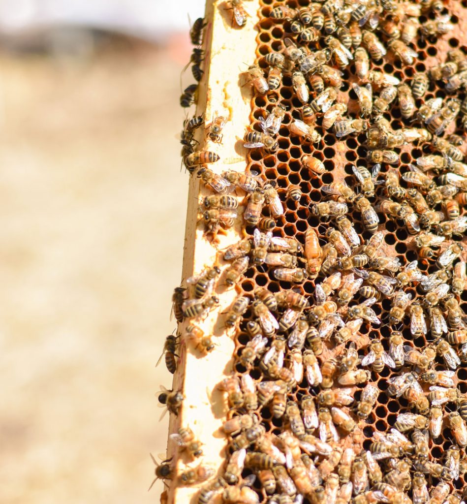 Bee an Advocate – The Bee Cause Project