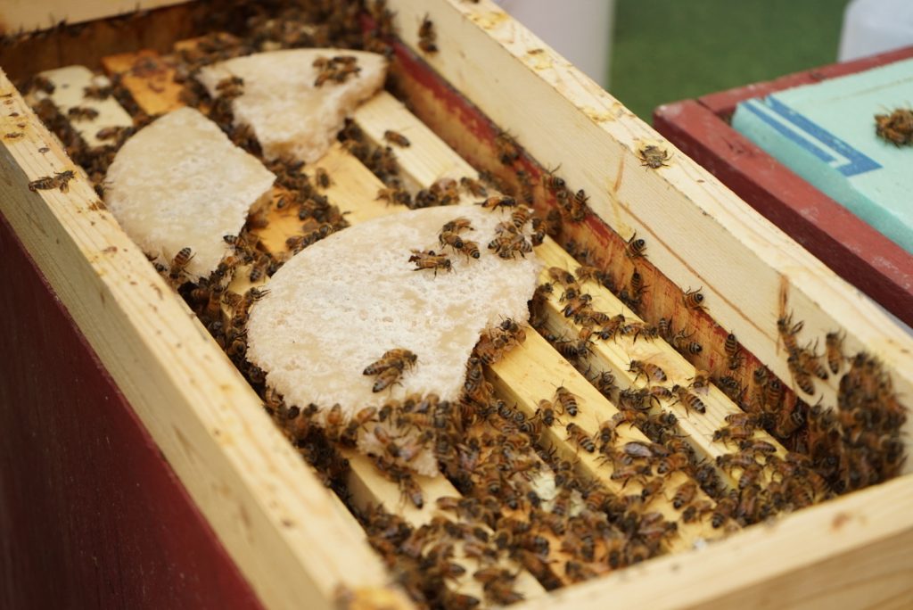 About us – The Bee Cause Project