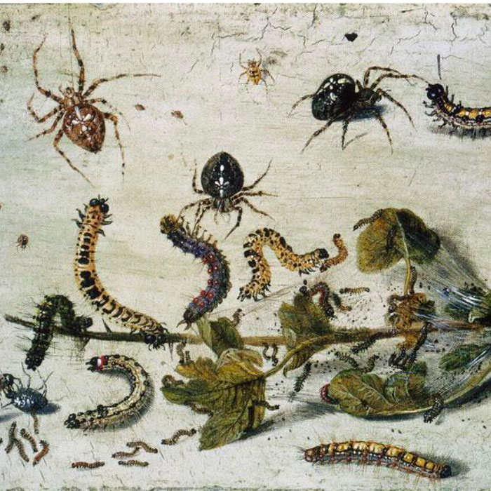 Bee Cause Pollinator Insect Unit Plan – The Bee Cause Project