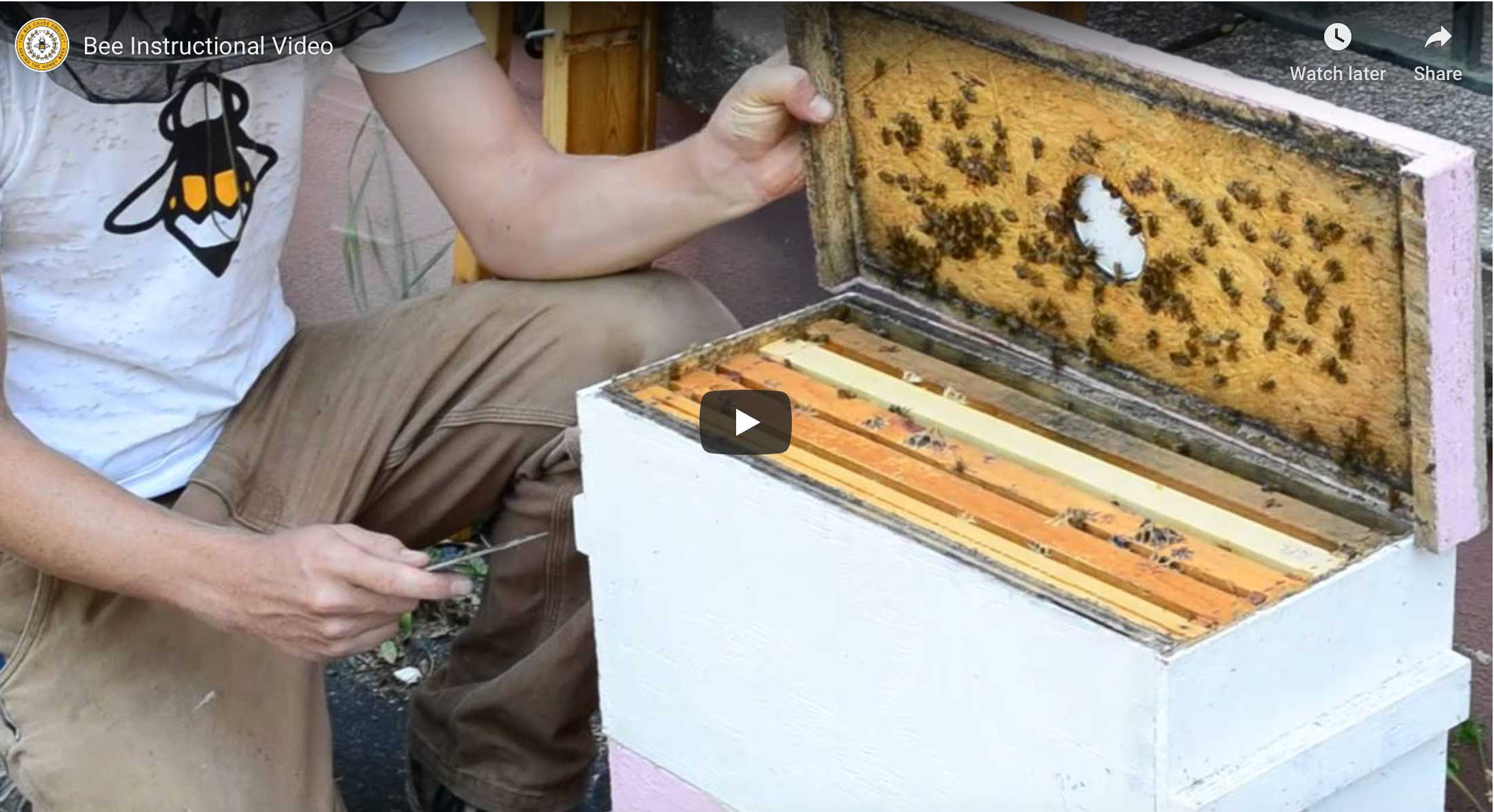 Video: How to Install Your Live Bees in the Observation Hive – The Bee ...
