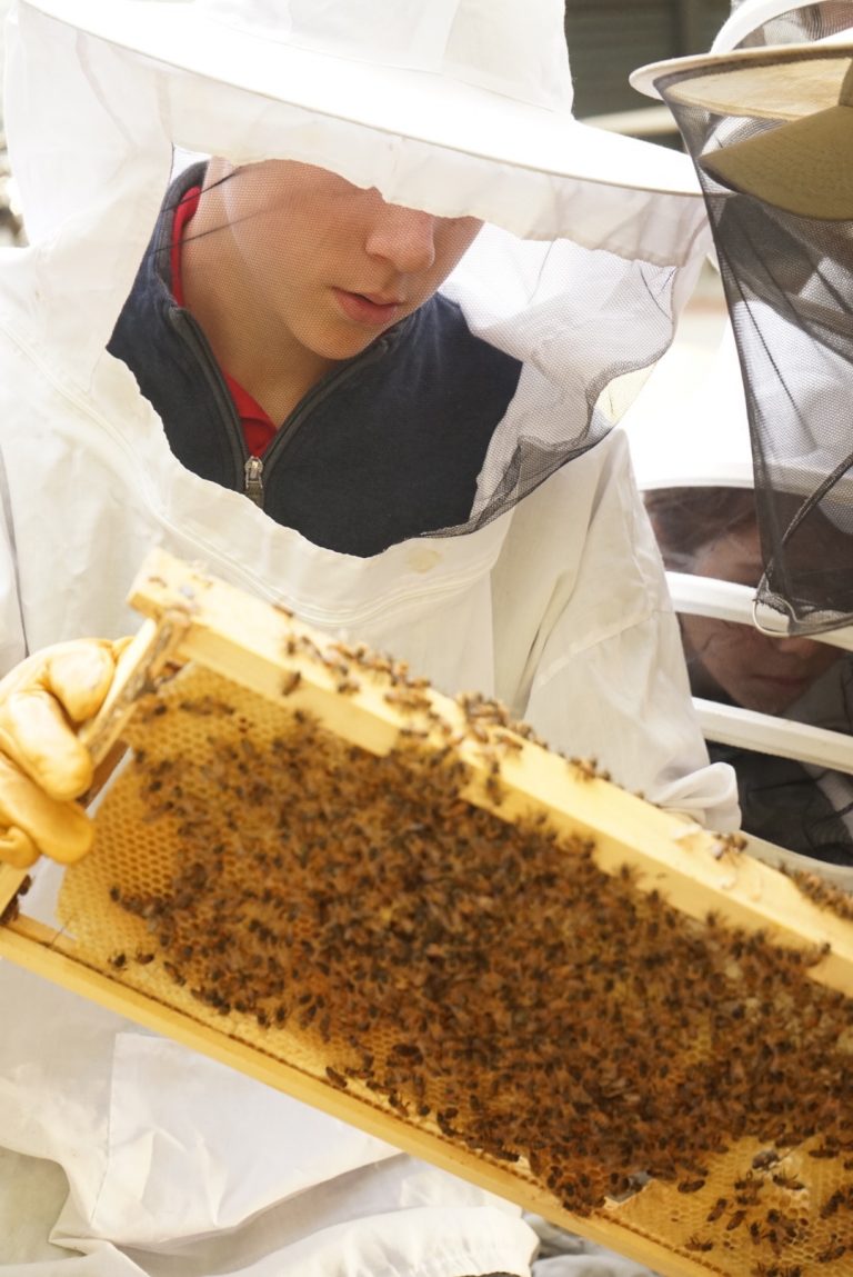 About us – The Bee Cause Project