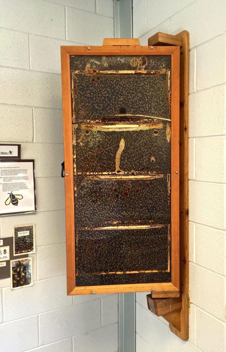 The Bee Grant The Bee Cause