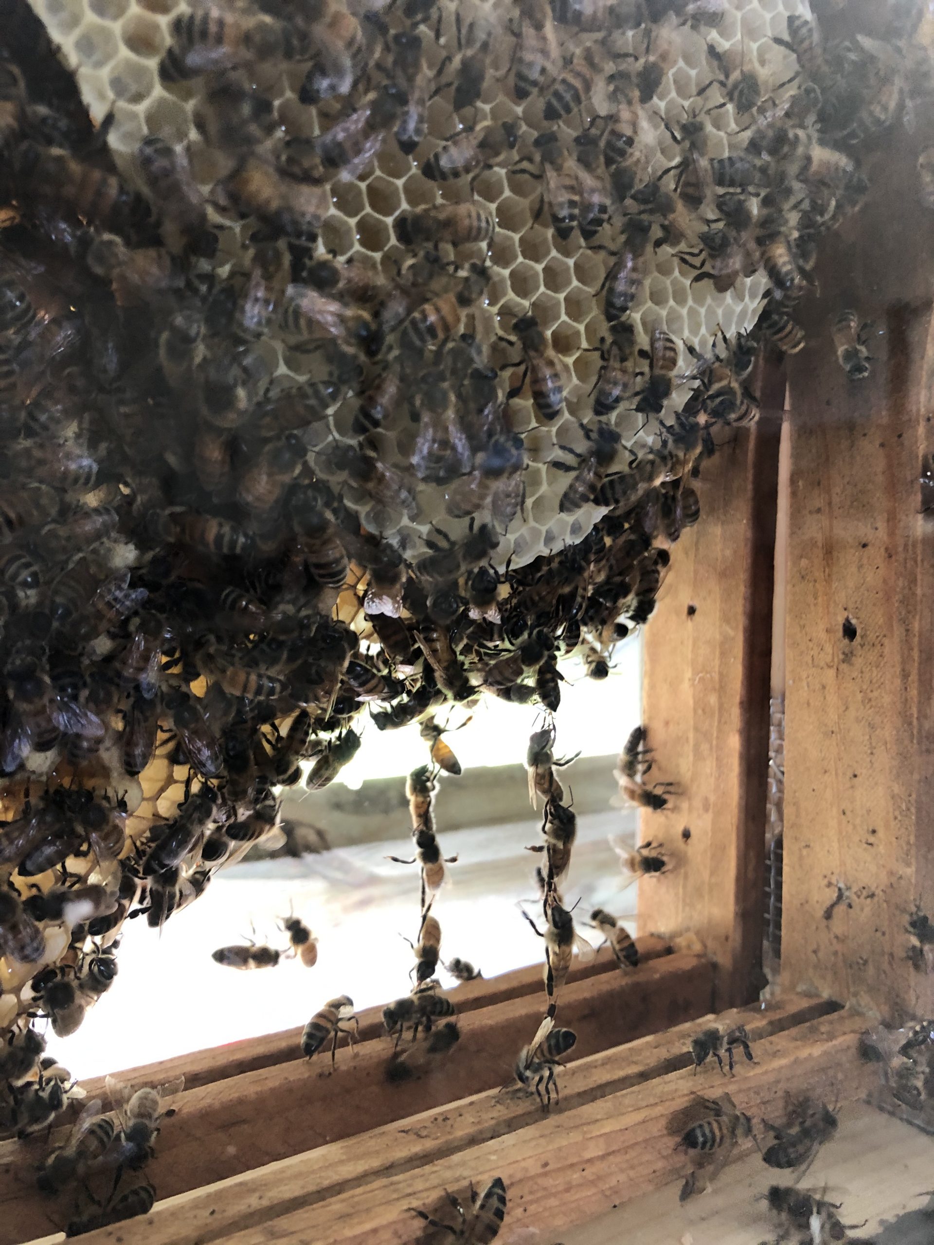 The Bee Cause Project Digital Hive Video + Educator’s Guide – The Bee ...