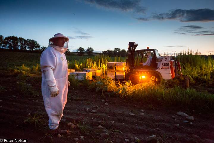 Bee Cause Film Circle: The Pollinators Film Educator’s Guide – The Bee ...