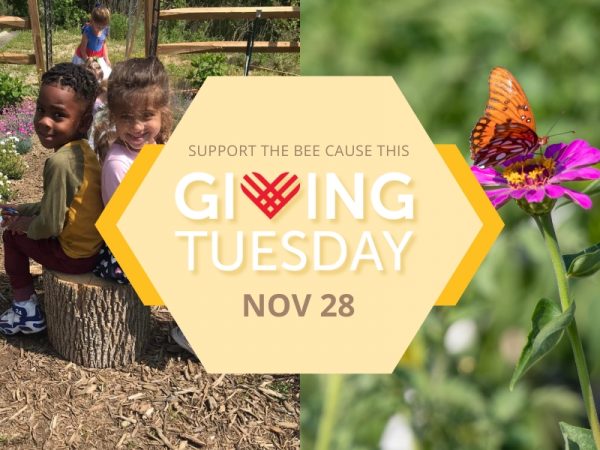 The Bee Cause Project – Charleston, SC