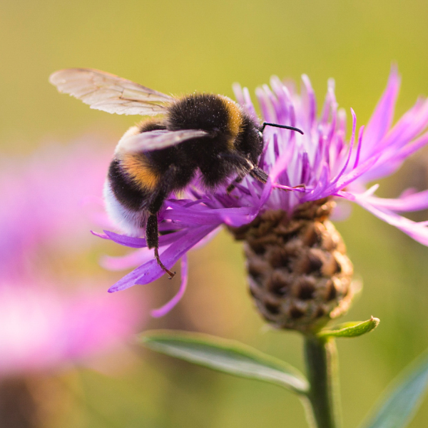 Adopt a Pollinator – Bumble Bee – The Bee Cause Project