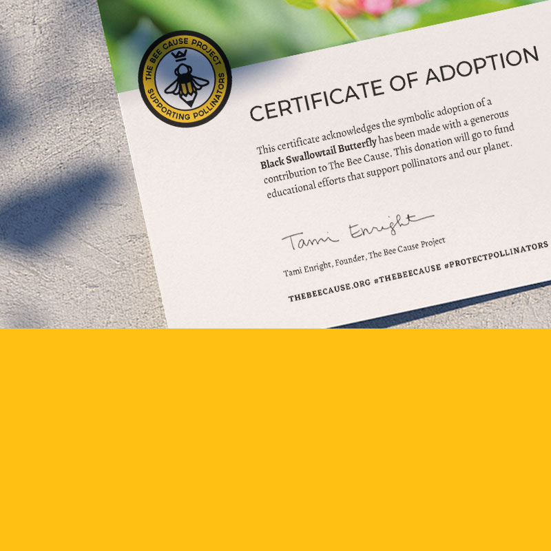 The Bee Cause Project – Charleston, SC