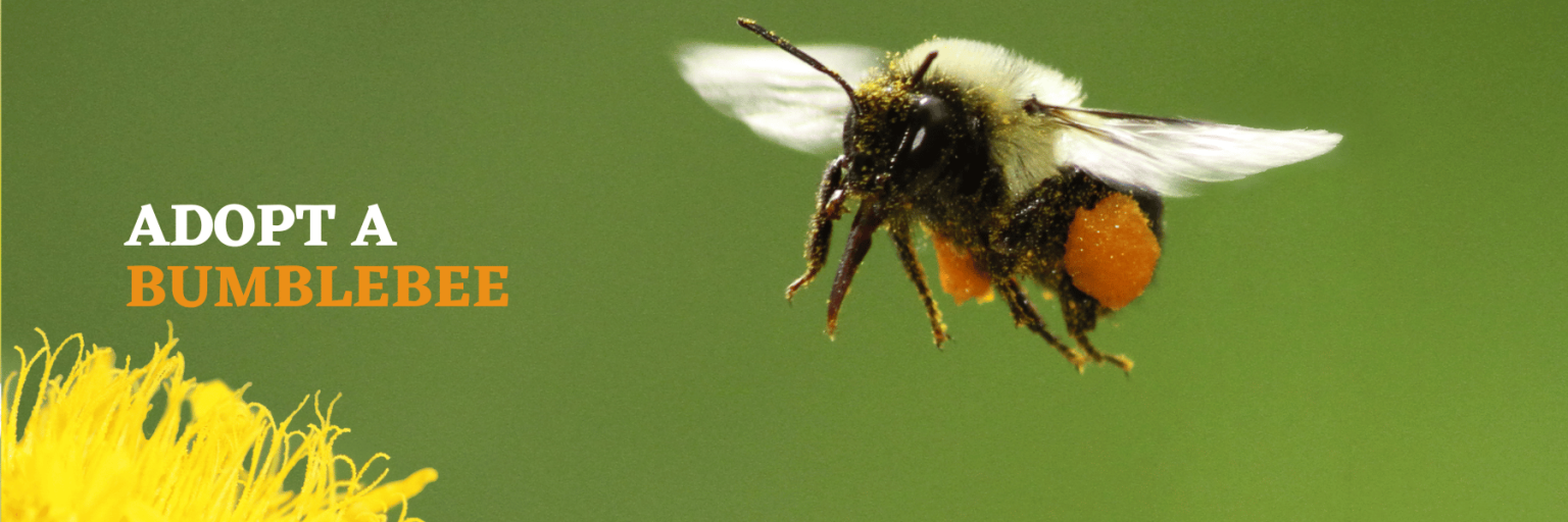 Adopt a Bumble Bee – The Bee Cause Project