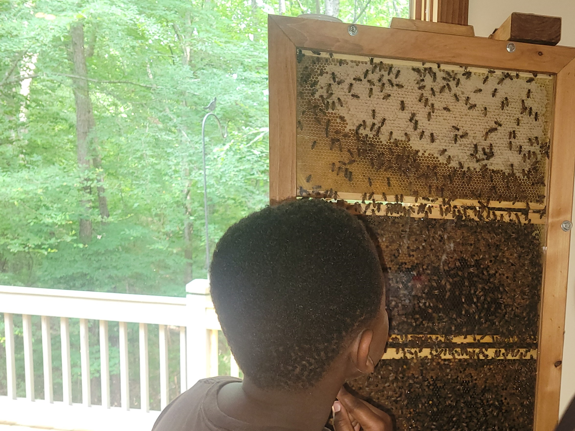 Bee Wise Guide – The Bee Cause Project