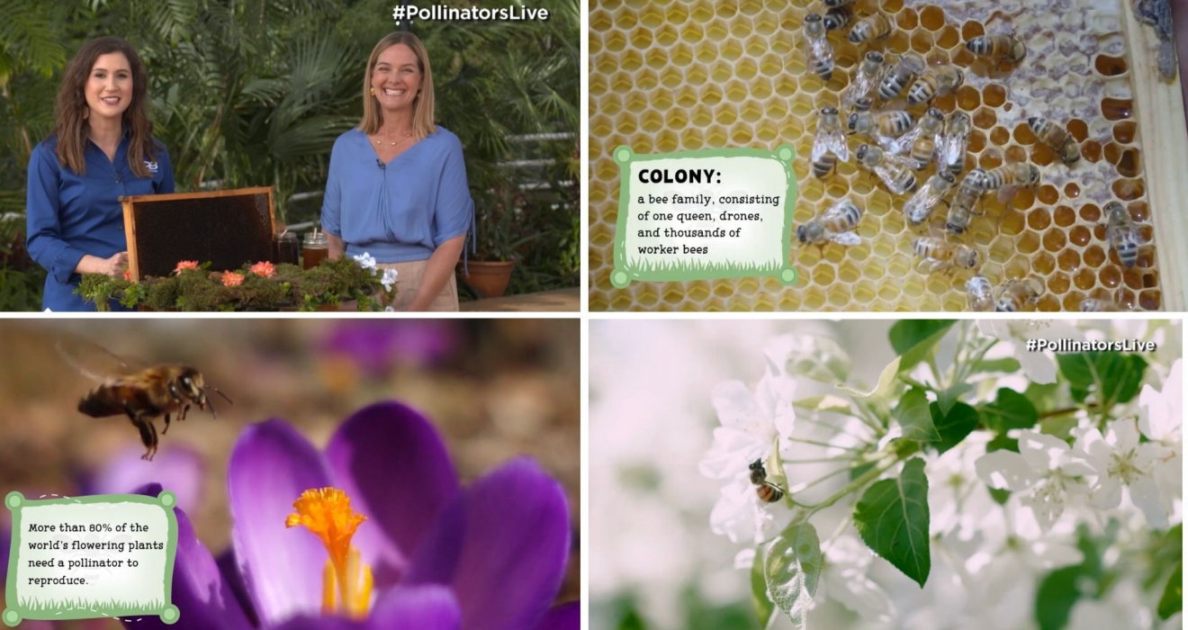 The Bee Cause Project – Charleston, SC