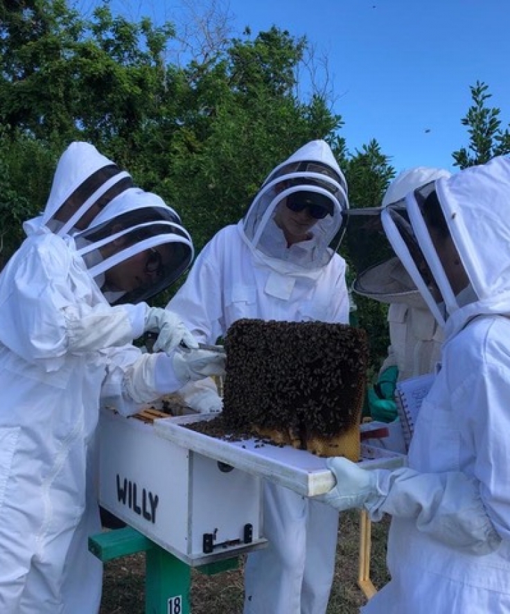 The Bee Grant – The Bee Cause Project