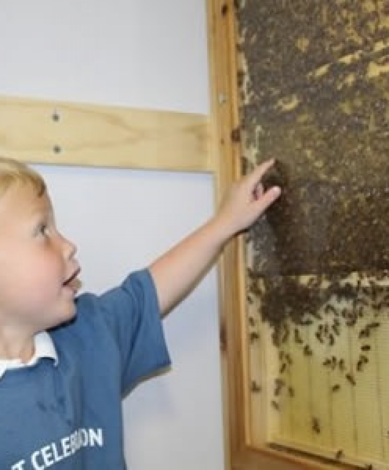 The Bee Grant – The Bee Cause Project