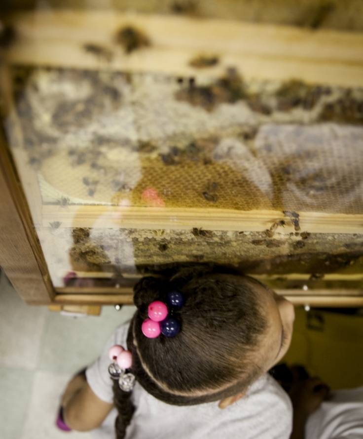 The Bee Grant The Bee Cause Project