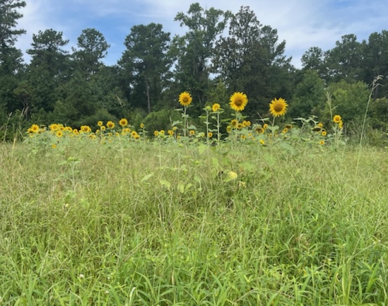 New Pollinator Garden @ The Farm at Middleton Place in Charleston, SC ...