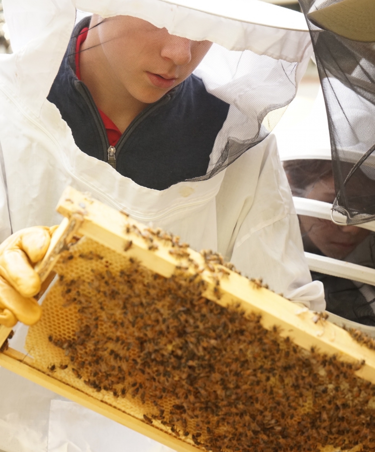 The Bee Grant – The Bee Cause Project